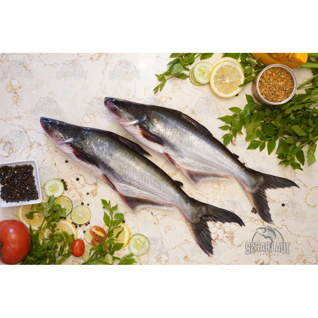 Jual IKAN PATIN | FRESH | Shopee Indonesia