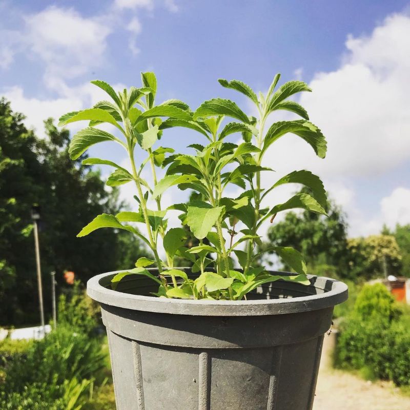 Jual Tanaman herb stevia / daun manis / Candyleaf / stepia stephia ...