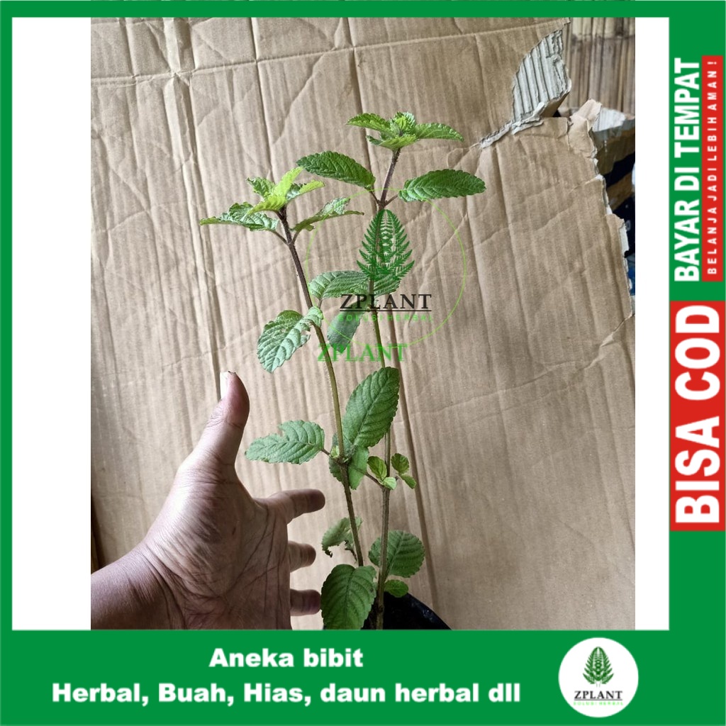 Jual Bibit Cincau Hitam - Daun Janggelan Tanaman Herbal Pohon Cincau ...