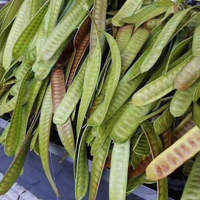 Jual Kedai Benih Bibit Lamtoro Petai Cina ~ 100 Biji | Shopee Indonesia