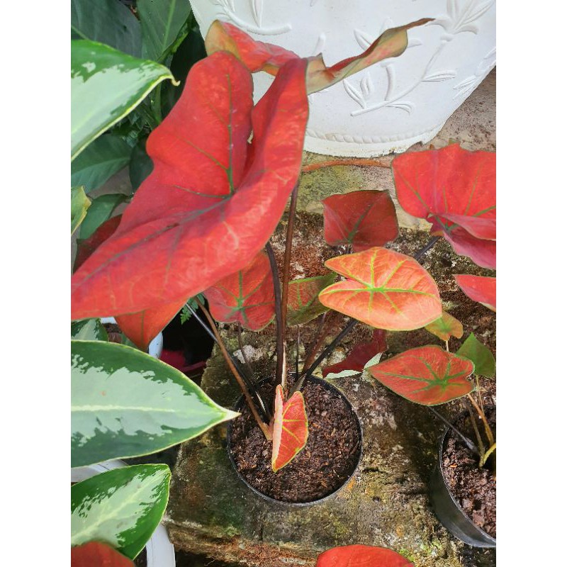 Jual caladium festivia dewasa | Shopee Indonesia
