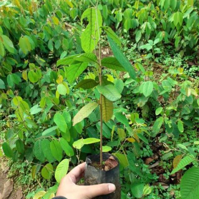 Jual Bibit pohon meranti shorea spp - Tanaman Meranti Merah Kalimantan ...