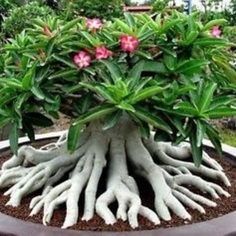 Jual adenium program akar | Shopee Indonesia