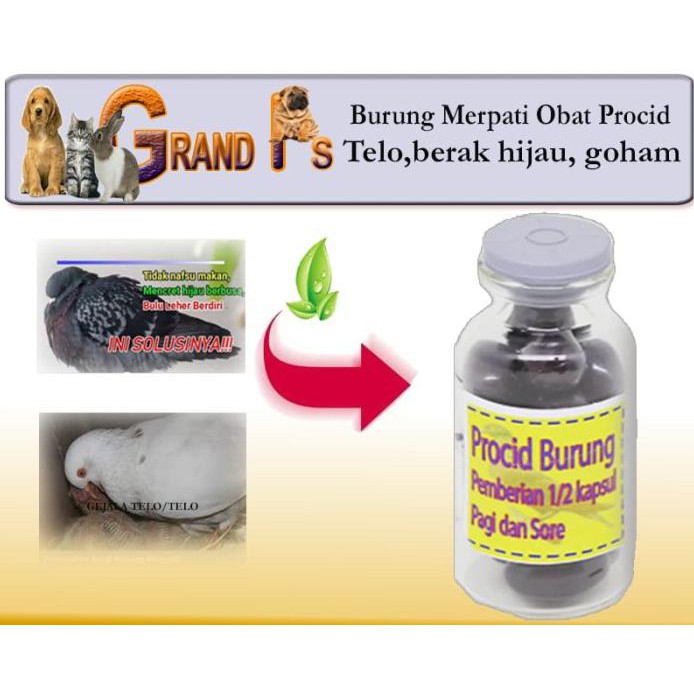 Jual Produk Terbaik - Burung Merpati Obat Procid (Telo,Berak Hijau ...