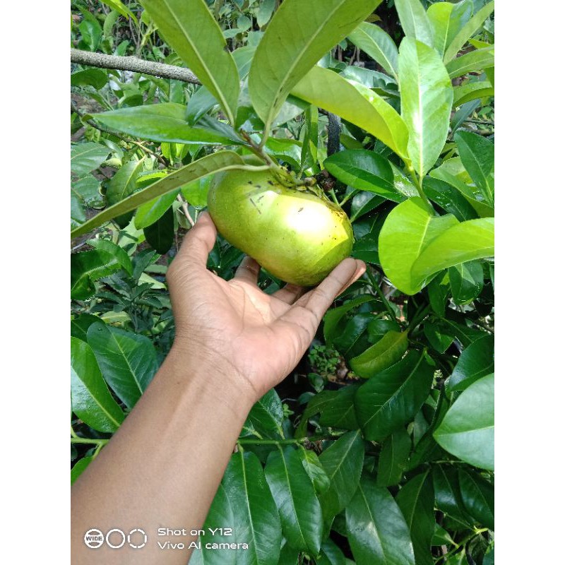 Jual BIBIT TANAMAN BLACK SAPOTE/SAWO HITAM ( CANGKOK SAMBUNG BATANG ...