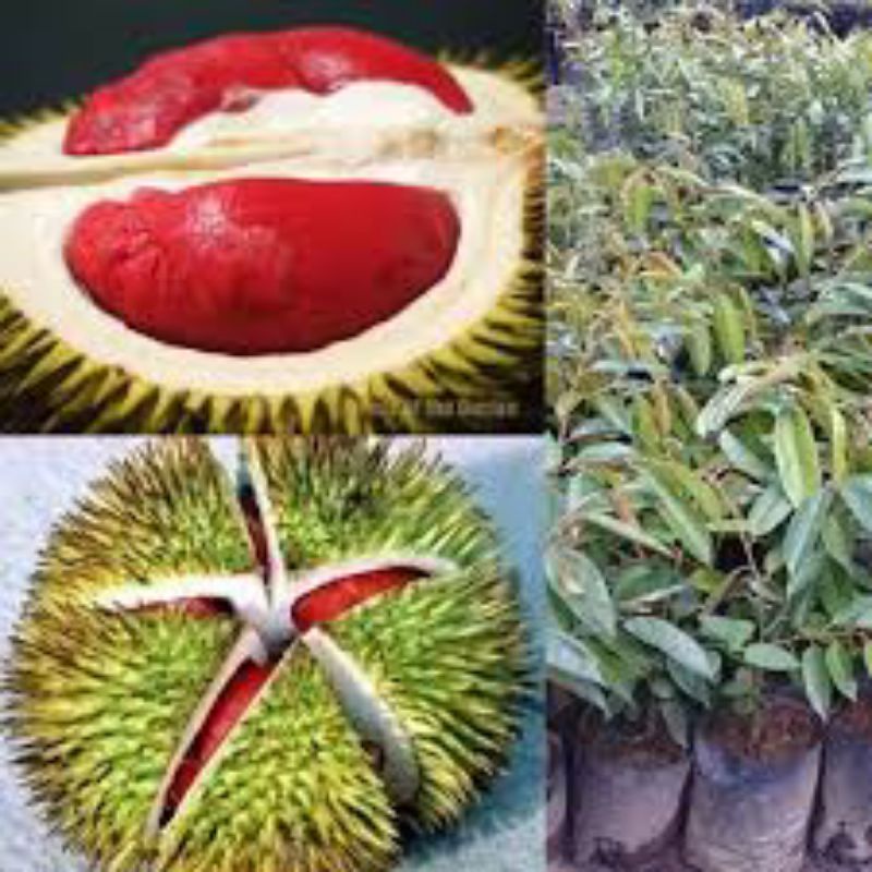Jual bibit buah durian jenis durian merah berkuwalitas | Shopee Indonesia