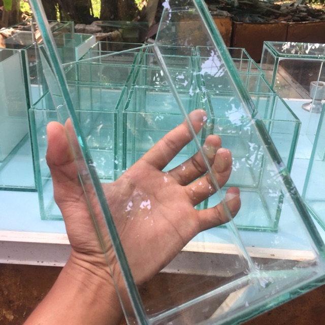 Jual Soliter cupang soliter ikan cupang jantur cupang aquarium cupang ...