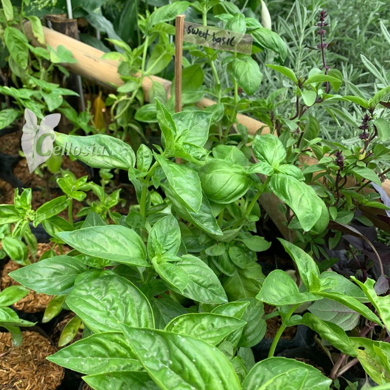 Jual Tanaman Herbal Rempah Sweet Basil atau Italian Basil | Shopee ...