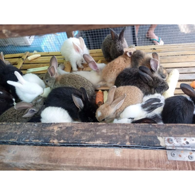 Jual kelinci - kelinci lokal putih - kelinci - kelinci hitam coklat abu ...
