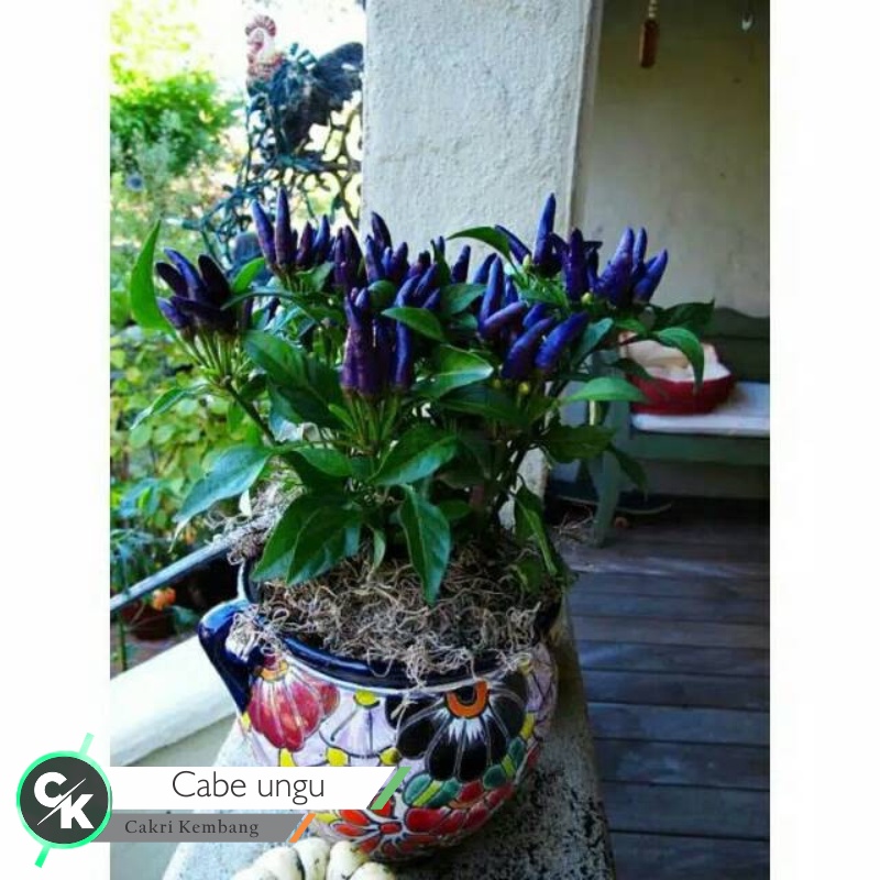 Jual bibit Tanaman Cabe Ungu (Capsicum annuum longum)- Cabe Hitam ...