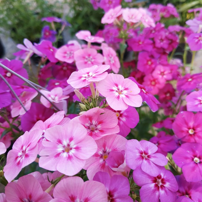 Jual Bunga Edible Flower Phlox Bunga Edible Bunga Tanaman Flower Bunga ...