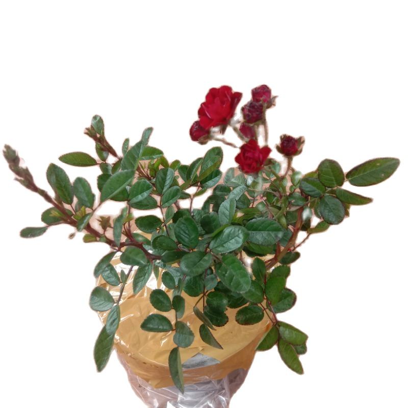 Jual tanaman hias bunga mawar cherry singapure bunga merah | Shopee ... Jual tanaman hias bunga mawar cherry singapure bunga merah | Shopee ...