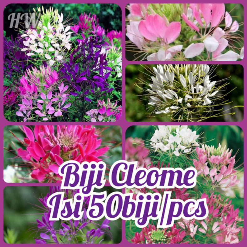 Jual benih biji cleome | Shopee Indonesia