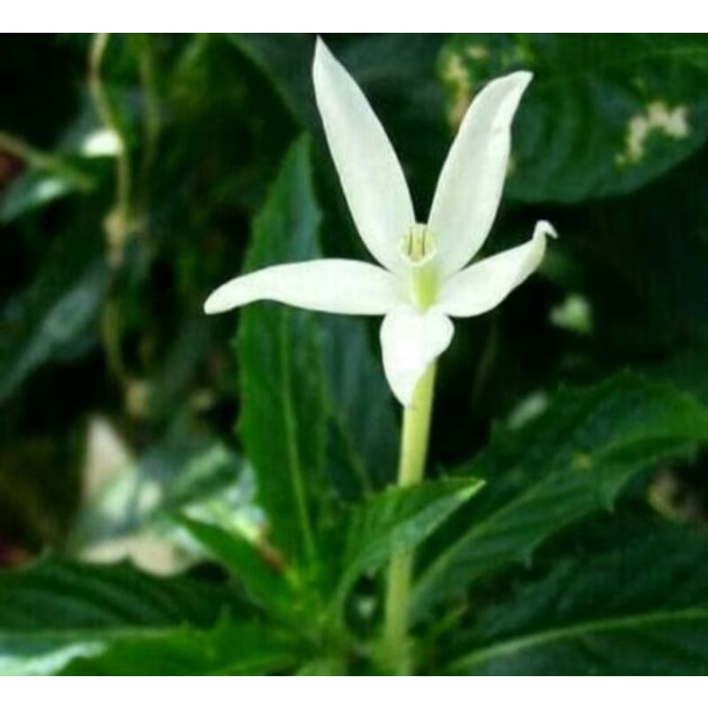 Jual Tanaman herbal kembang kitolod / kembang jangar / bunga bintang ...