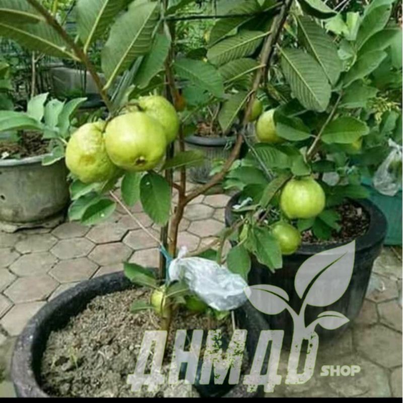 Jual TERBARU bibit buah jambu kristal putih siap berbuah(bisa cod ...