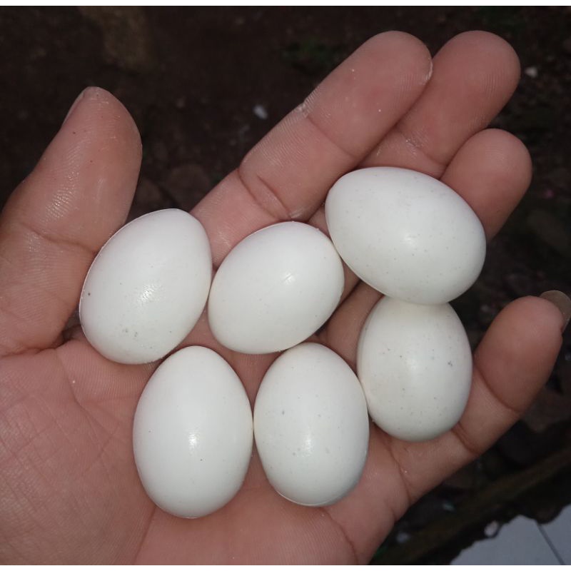 Jual Telur palsu burung merpati Telur replika merpati bahan Fiber ...