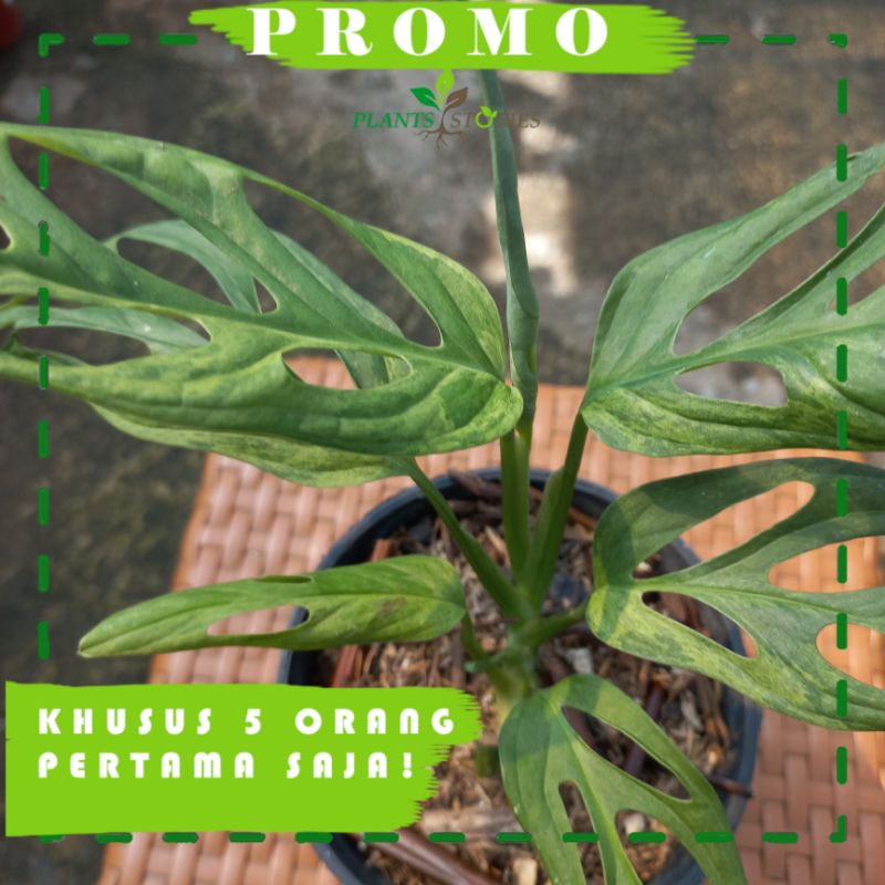 Jual Monstera Adansonii Variegata Local - Janda Bolong Varigata Lokal ...