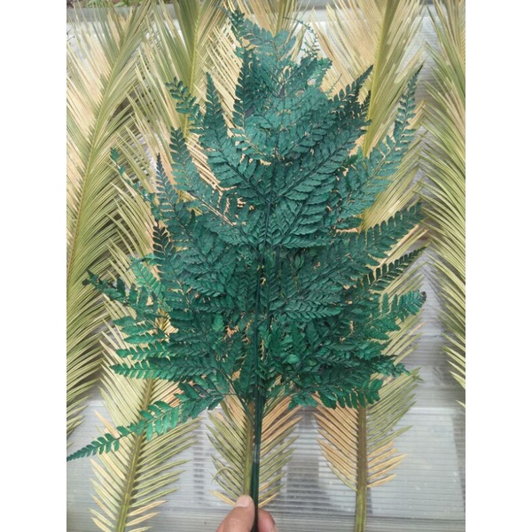 Jual daun pakis kering | Shopee Indonesia