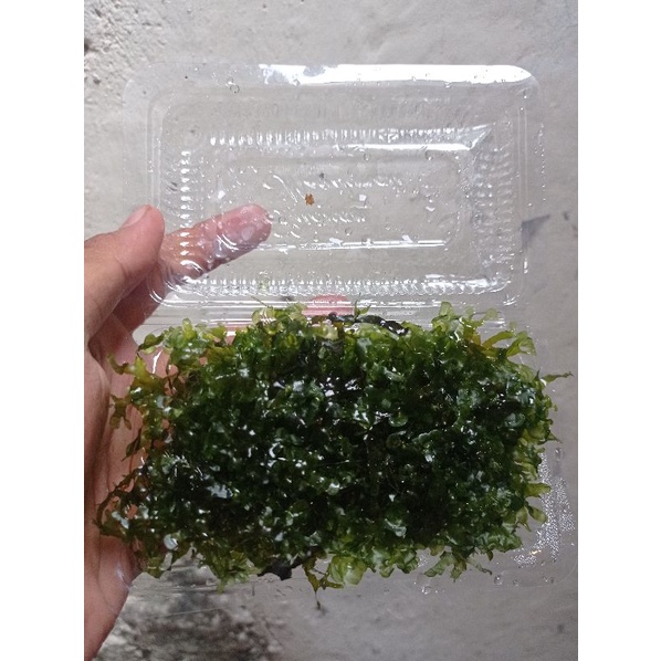 Jual Pelia Moss Porsi Mika | Shopee Indonesia