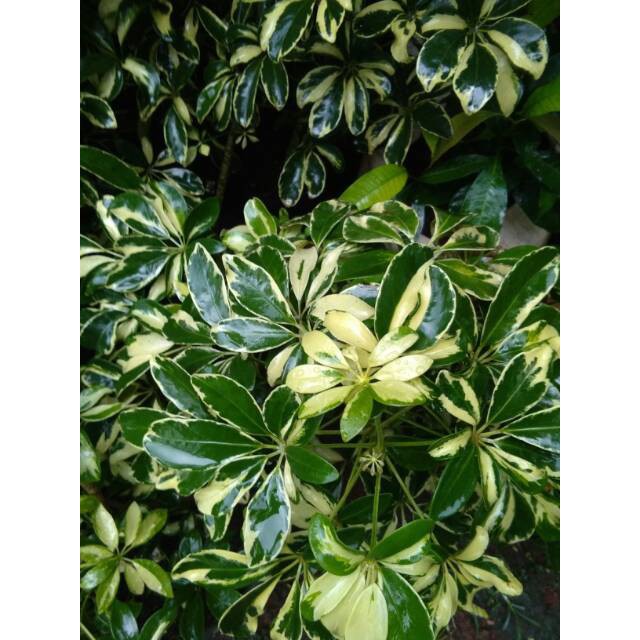 Jual Tanaman hias walisongo variegata-varigata | Shopee Indonesia