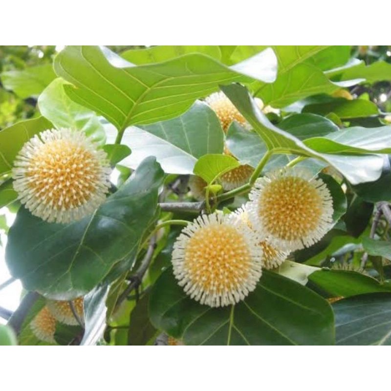 Jual Daun Gempol Segar 100 gram Untuk Mengobati Sakit Perut | Shopee ...