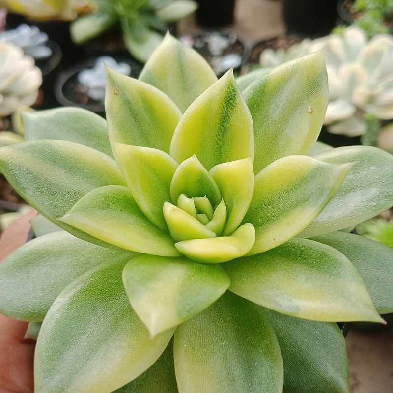Jual Sukulen Sekulen Echeveria Spec Gilva Varigata - Sukulen Bandung ...