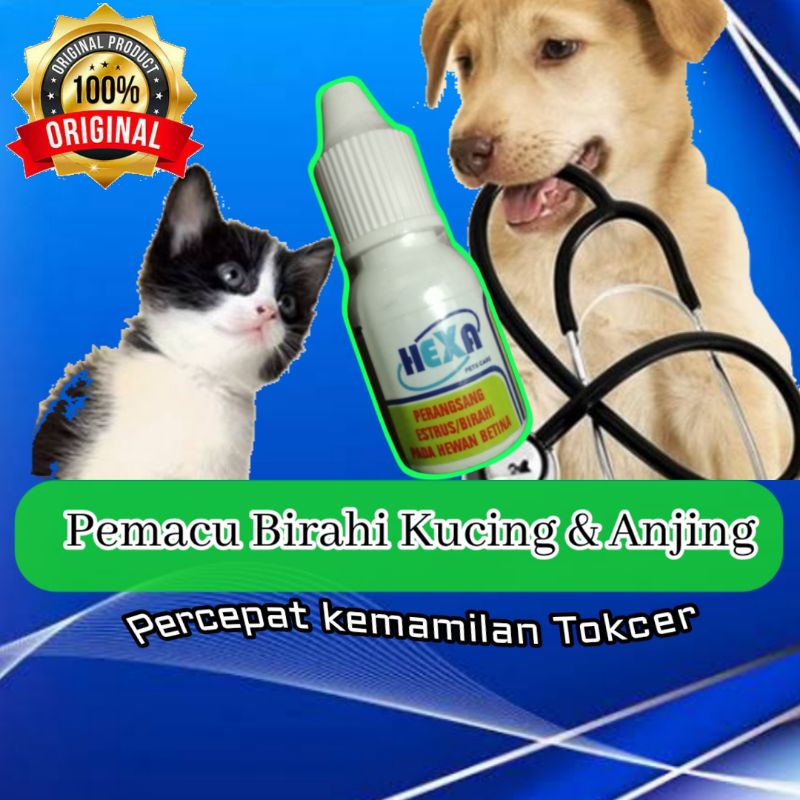 Jual obat birahi kucing betina peningkat gairah anabul cepat hamil ...