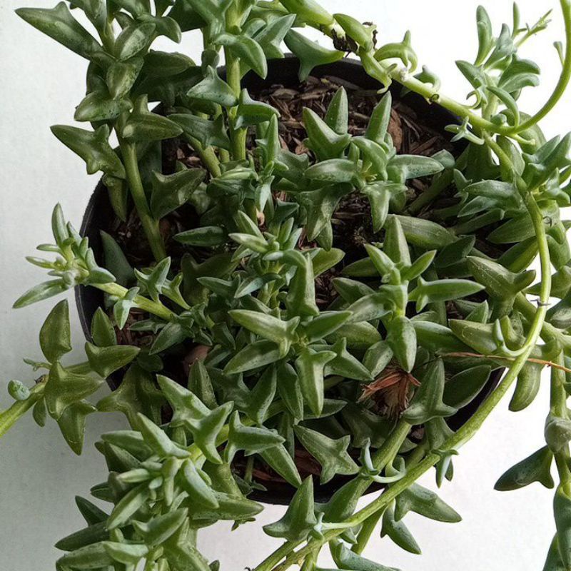 Jual String Of Dolphin | Shopee Indonesia