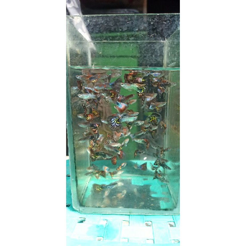 Jual Ikan guppy cendolan (isi 10) | Shopee Indonesia