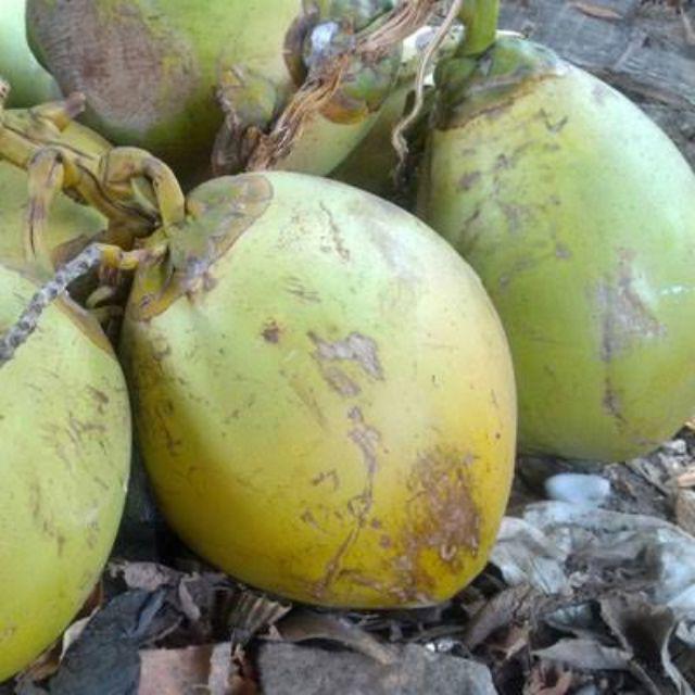 Jual Kelapa Ijo / Kelapa Hijau/ Degan Wulung/ Cengkir / Kelapa Muda / Kelapa Muda Hijau/ Toko ...