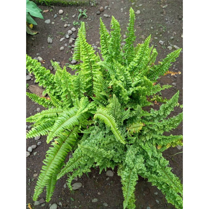 Jual tanaman hias pakis keriting / curly fern plant | Shopee Indonesia