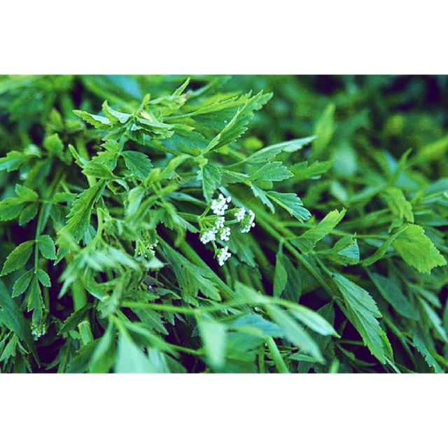 Jual Sayuran Langka Daun Tespong / Selom / Oenanthe Javanica Seladren ...