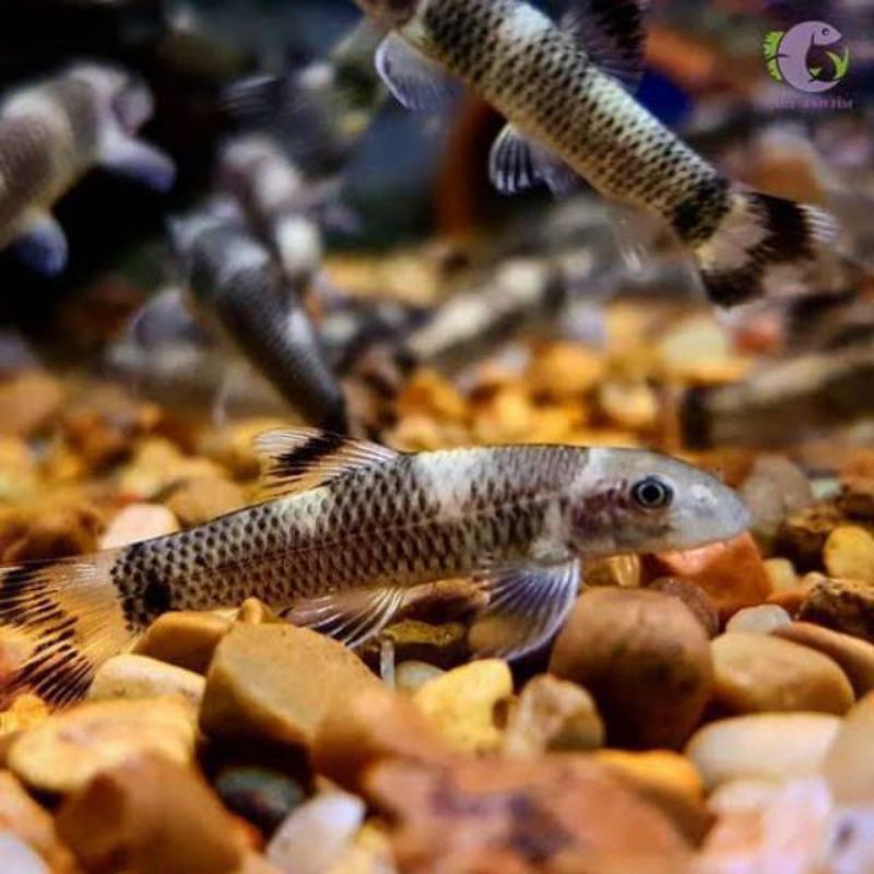 Jual ikan hias garra rufa panda algae eater aquascape | Shopee Indonesia