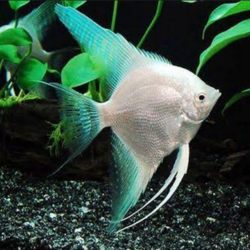 Jual Ikan Manfish Platinum / Ikan angelfish - ikan aquascape- | Shopee ...
