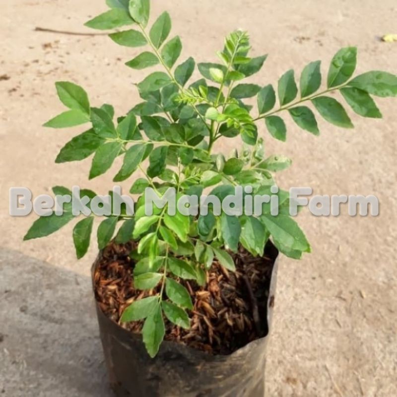 Jual Salam Koja - Daun Kari - Temurui - bibit tanaman daun pohon salam ...