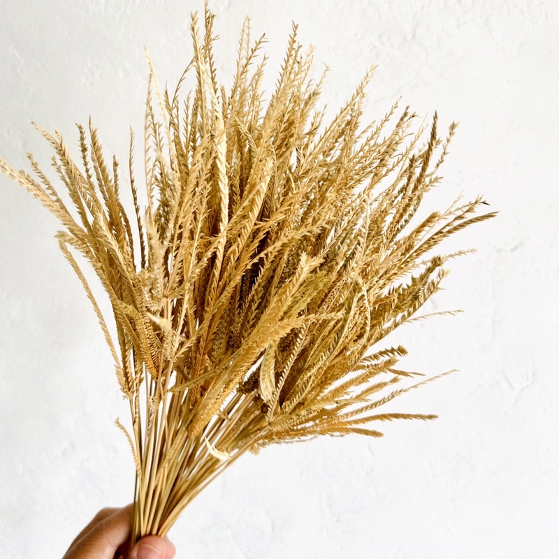 Jual Bunga Rumput Paragis Kering / Rumput Bintang Kering / Dried Flower ...