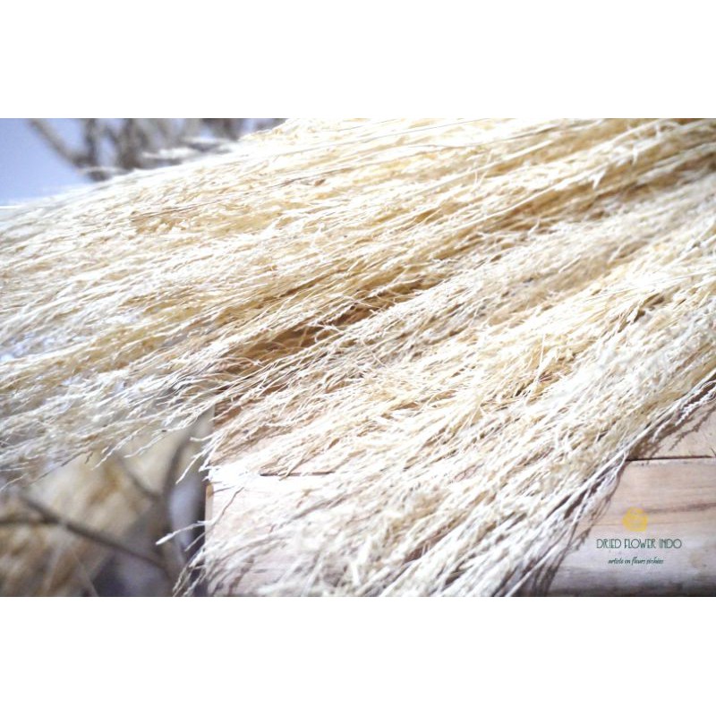 Jual SEIKAT white grass dried decoration aesthetic bunga kering rumput ...