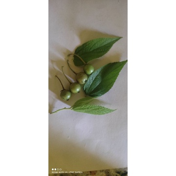 Jual buah kersen/talok/chery jamaica | Shopee Indonesia