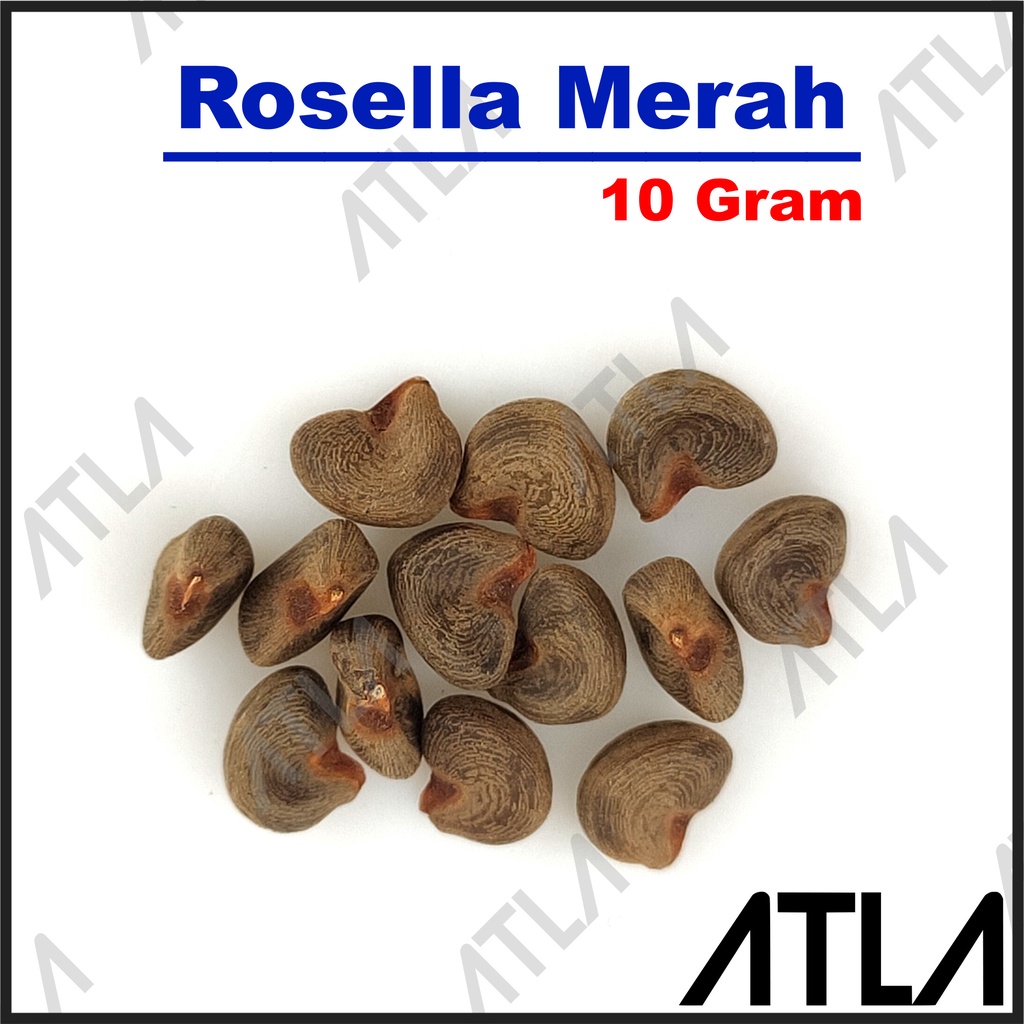 Jual Benih Bunga Rosella Merah 10 Gram Bibit Biji Tanaman Teh Herbal ...