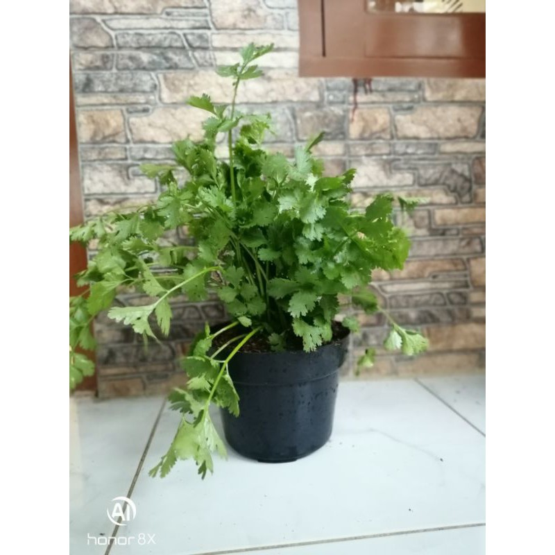 Jual Tanaman Daun Ketumbar (Wansuy) | Shopee Indonesia