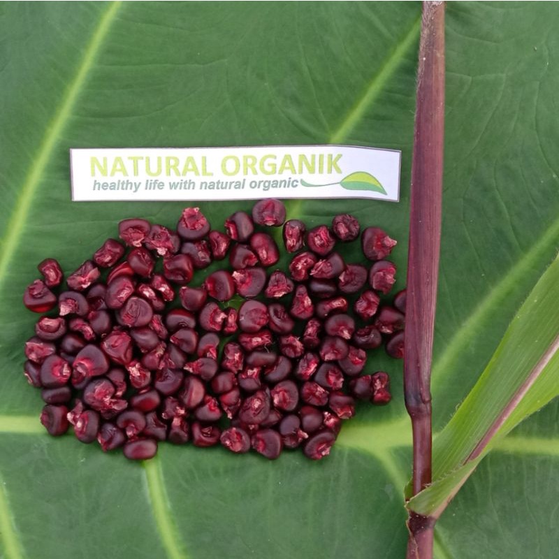 Jual BIBIT JAGUNG MERAH || ISI 50 BIJI || PRODUK NATURAL ORGANIK ...