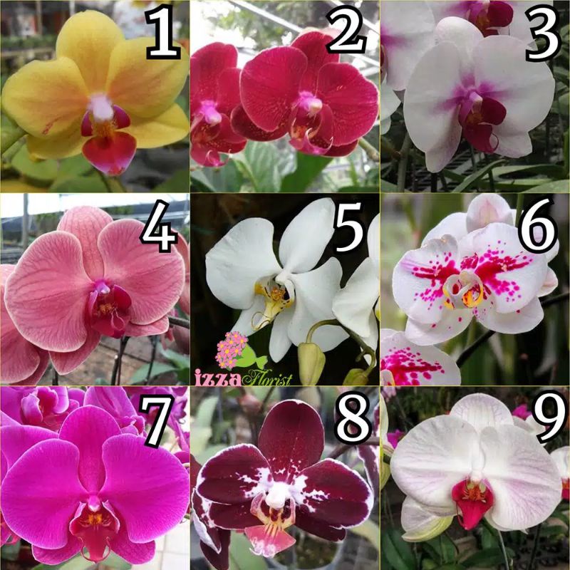 Jual paket 18 tanaman anggrek bunga Anggrek tanaman hias Anggrek ...