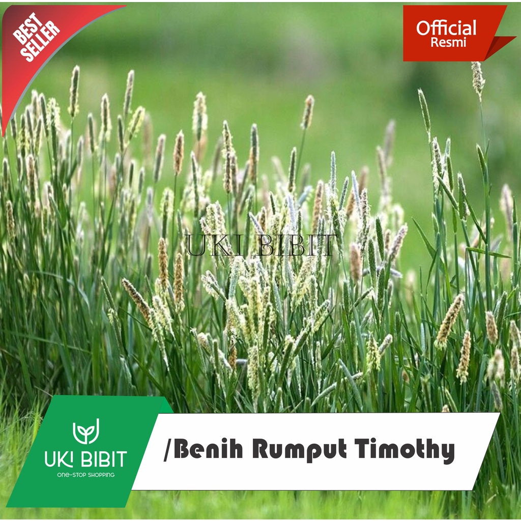 Jual ( 250 Butir ) Benih Biji Rumput Timothy Hay | Pakan Kelinci ...