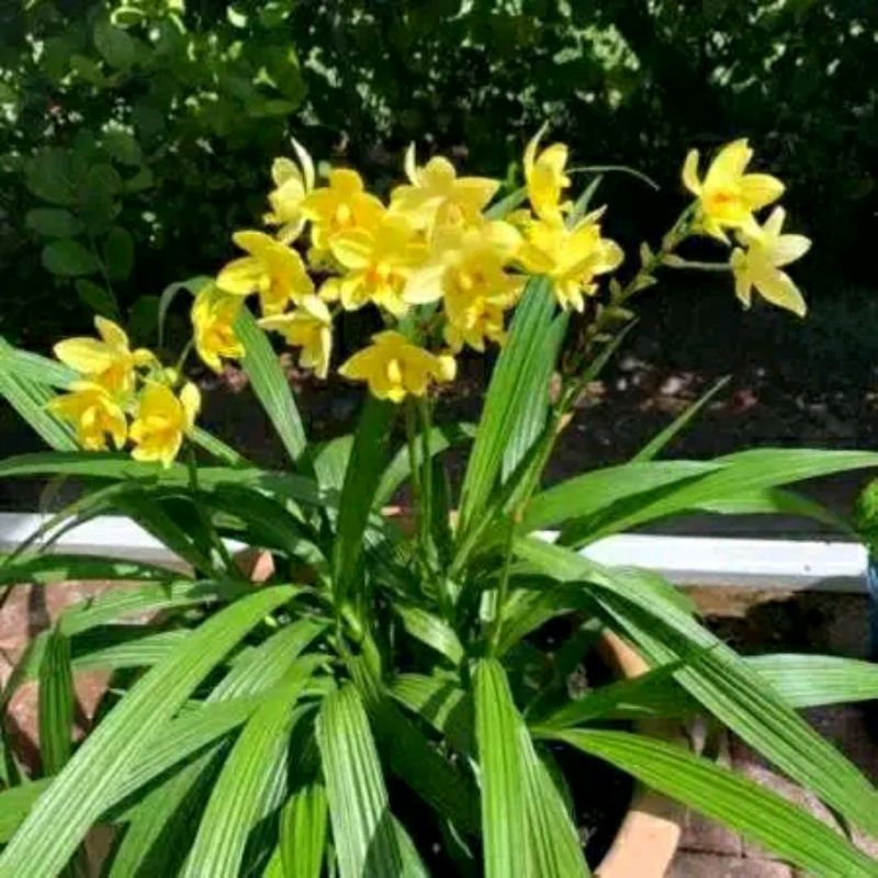 Jual Bunga Angrek tanah ungu-kuning-putih niming tanaman hias | Shopee ...