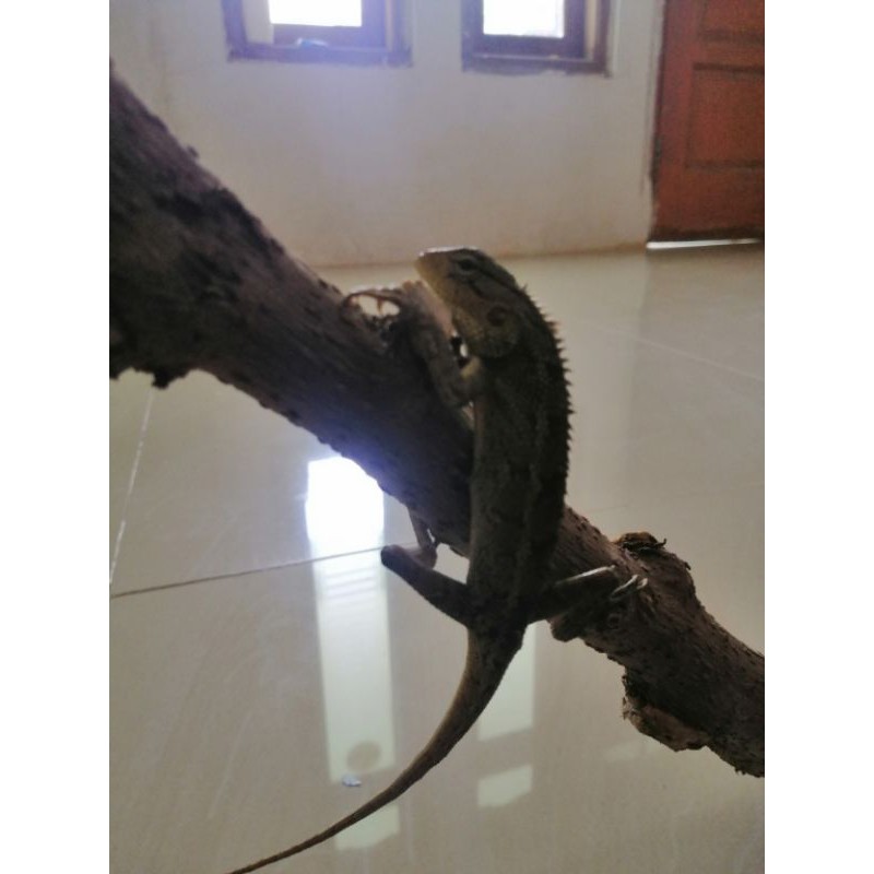Jual Bunglon taman (Calotes versicolor) | Shopee Indonesia