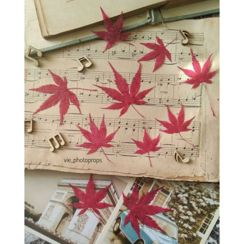 Jual Daun Maple asli /daun kering (isi 12 pcs) | Shopee Indonesia