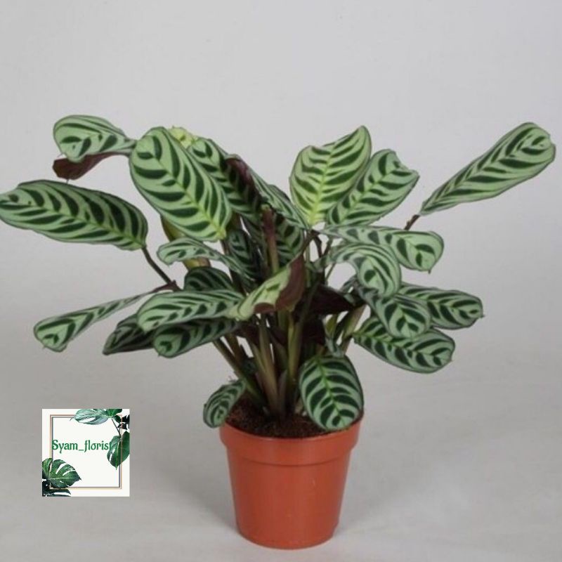 Jual Tanaman Hias Calathea Stromata Sepat | Shopee Indonesia