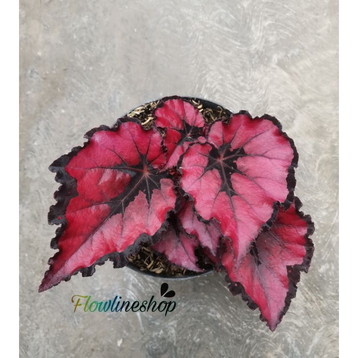 Jual tanaman hias begonia Red chilli dragon | Shopee Indonesia