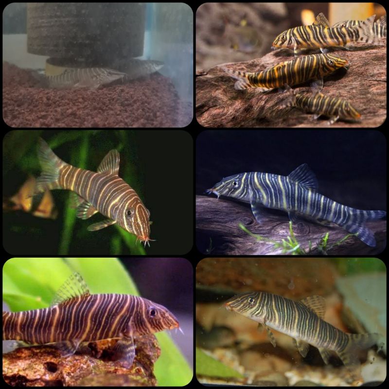 Jual ikan botia zebra untuk aquarium dan aquascape | Shopee Indonesia