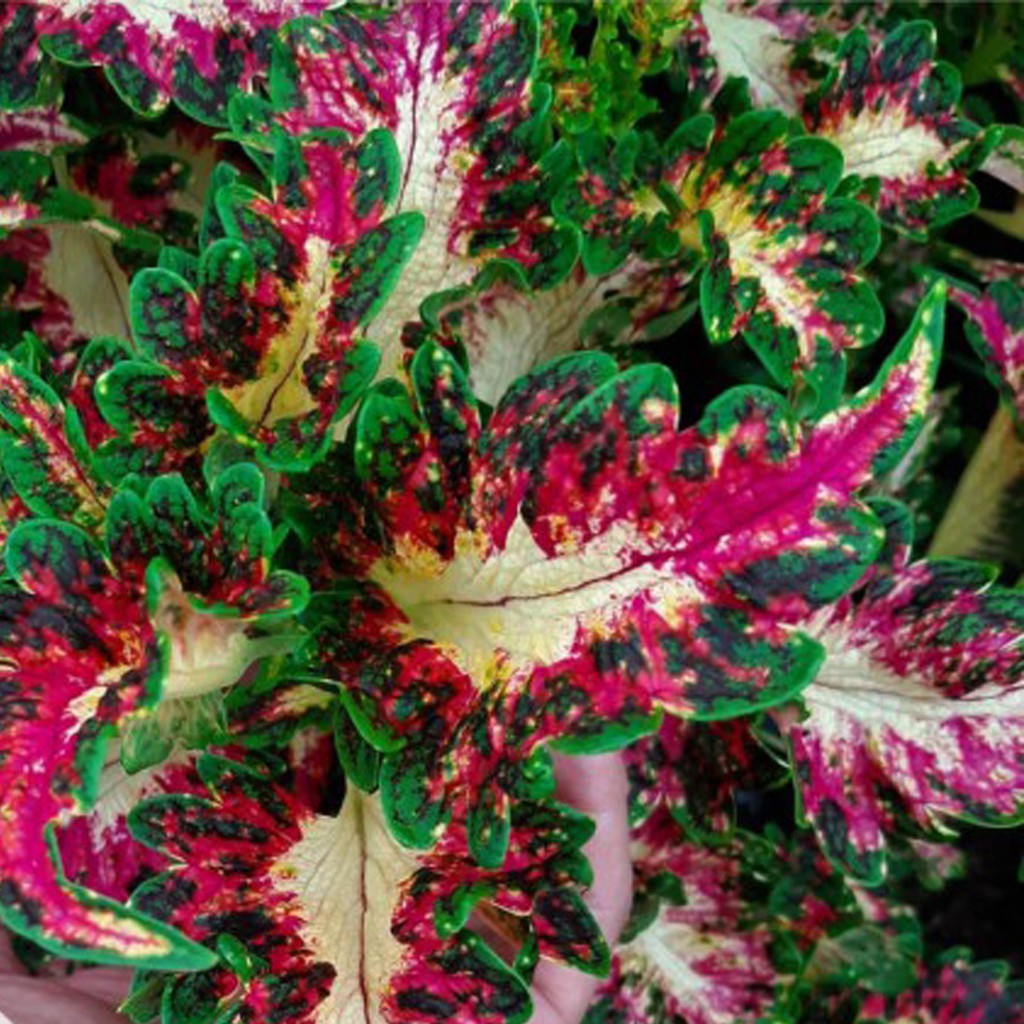 Jual Bibit Benih Biji Coleus Plantas Mix - Biji Tanaman Bunga Coleus ...